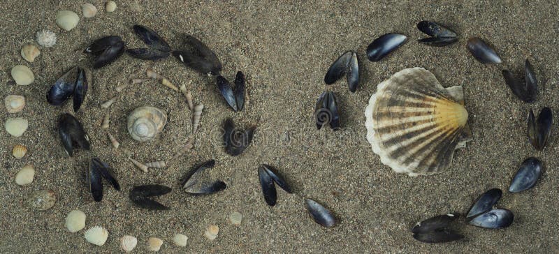 Sea food shells stock image. Image of food, shell, sand - 36145075