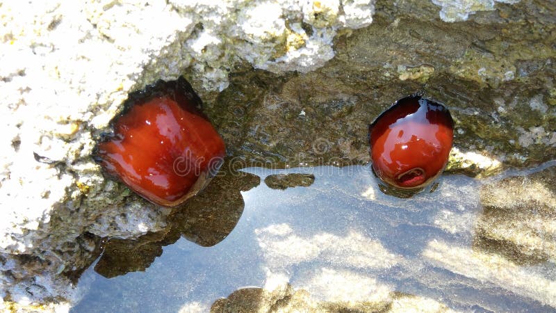 Sea fruit stock image. Image of rock, fruit, world, apple - 123595707