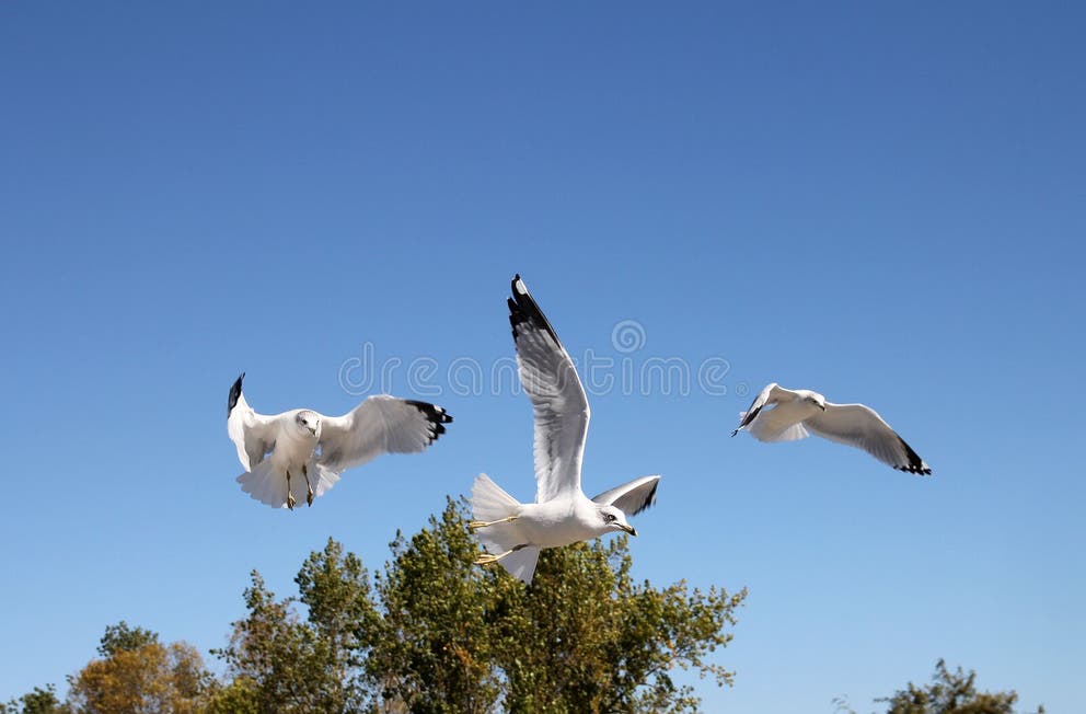 Sea Galls stock photo. Image of gall, bird, wildlife - 62705300