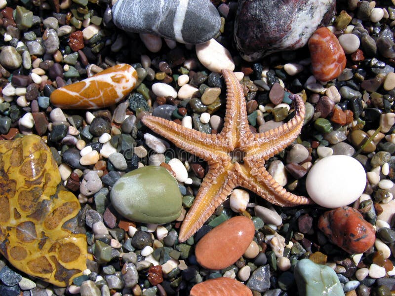 Sea gifts stock photo. Image of vacation, star, starfish - 4293660