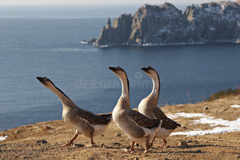 Sea goose stock photo. Image of cold, goose, farm, stones - 7167476