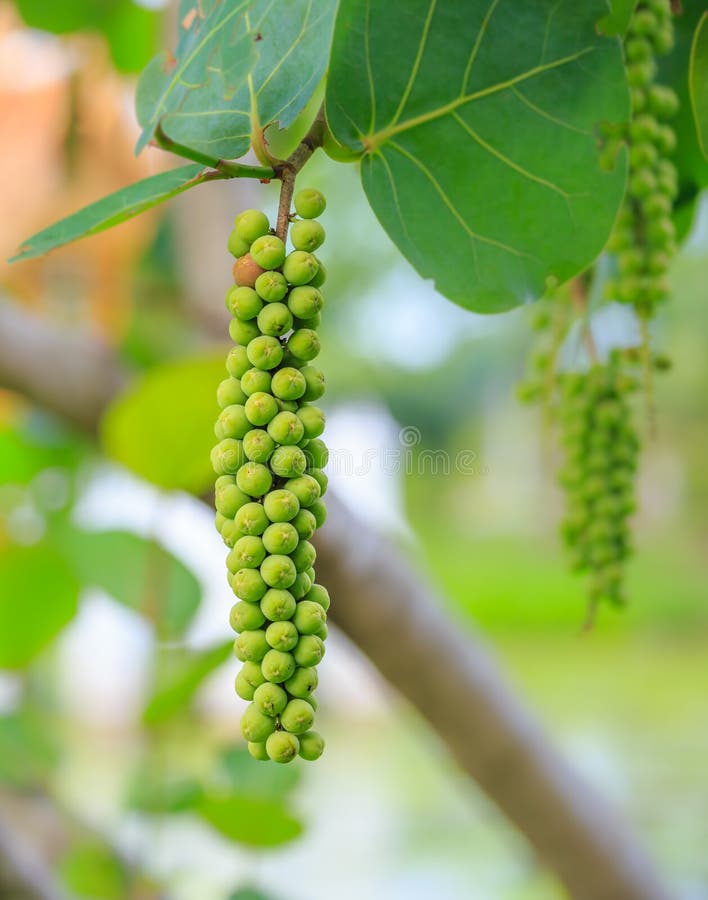 Sea grape fruit stock photo. Image of uvifera, selective - 44146894