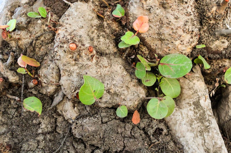 New Sea Grape Leaves Sprouting from the Root Base Area. Concept of Life ...