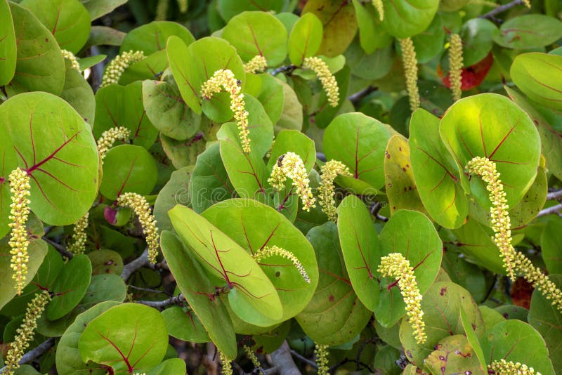 Sea Grape Plants on the Beach Stock Image - Image of grape, food: 215101355