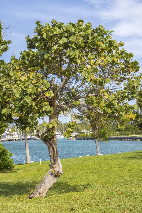 Sea Grape Tree stock image. Image of foliage, environement - 275483403