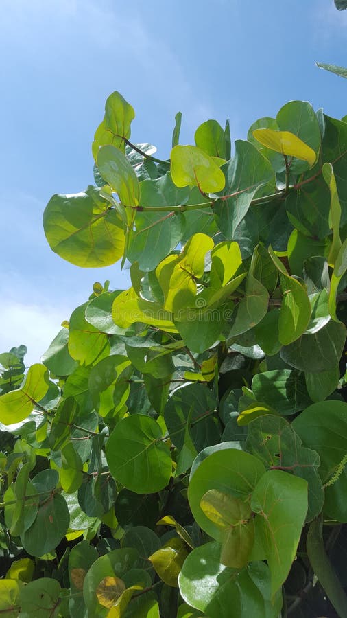 Sea Grape Tree in St.Thomas Usvi Stock Photo - Image of beach, usvi ...