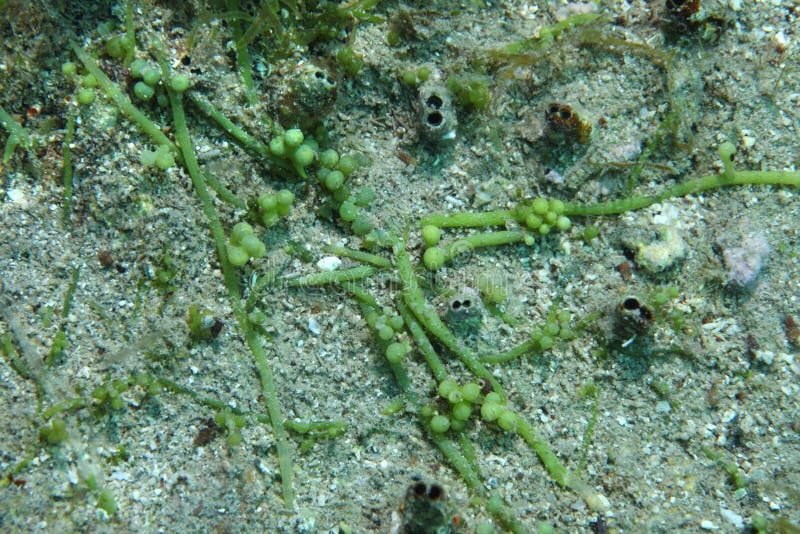 Sea grapes algae stock photo. Image of plant, bottom - 89256532