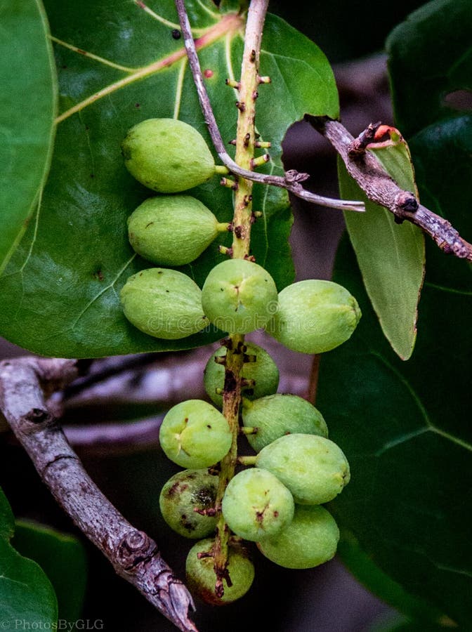 Sea Grapes stock image. Image of tree, green, beach - 190597437
