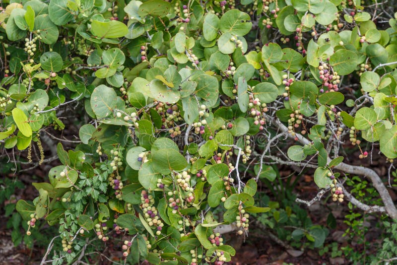 Sea Grapes at the Beach stock photo. Image of close, baygrapes - 40993570