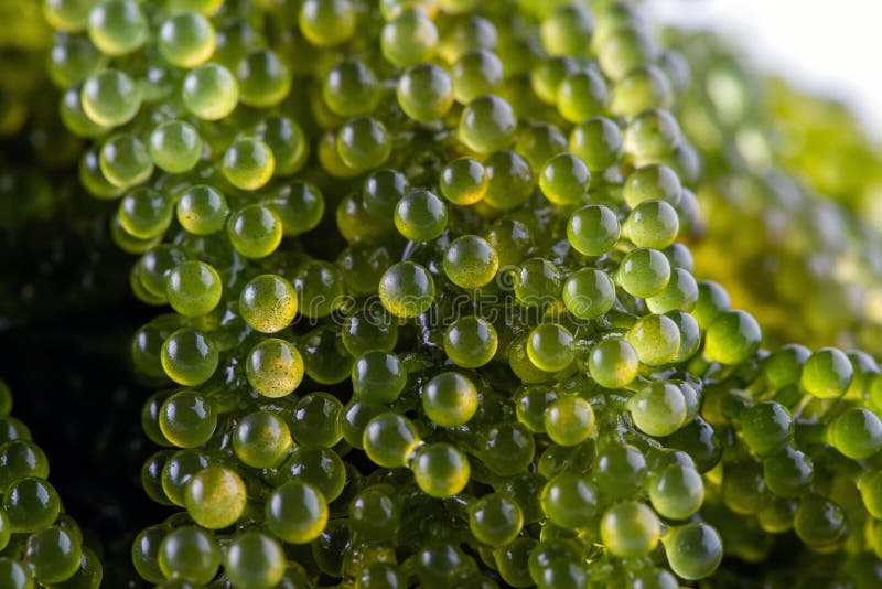 Sea Grapes ( Green Caviar ) Seaweed Stock Photo - Image of budo, island ...