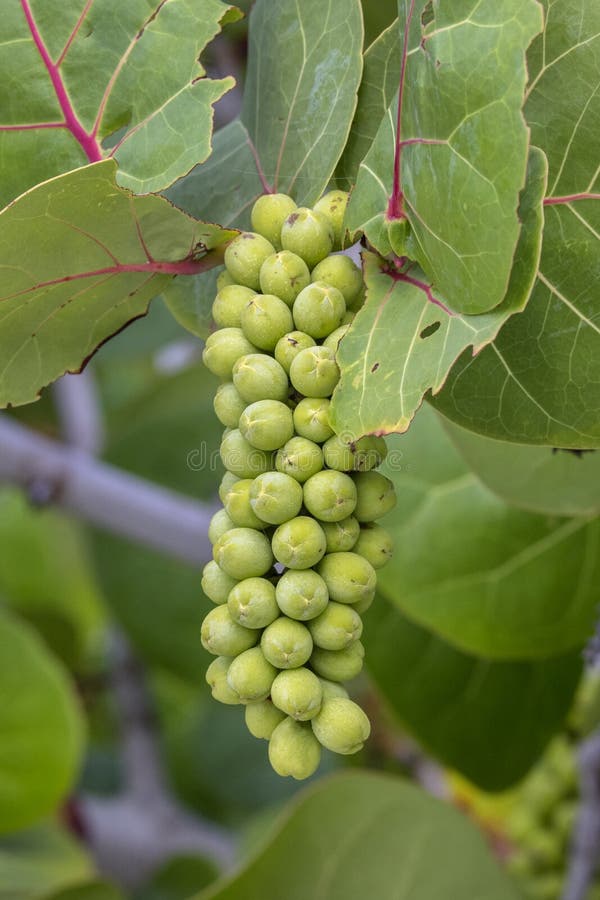 Sea grapes on Its Tree stock photo. Image of nature - 310477608