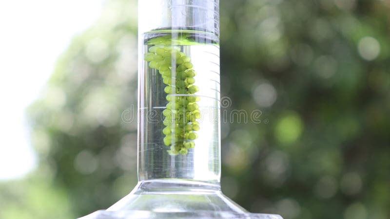 Sea Grapes and Simple Plant Experiments Biology Stock Footage - Video ...