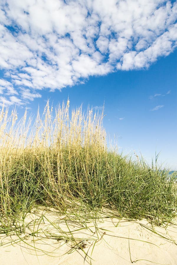 Sea grass stock photo. Image of coastline, outer, sunny - 3789904