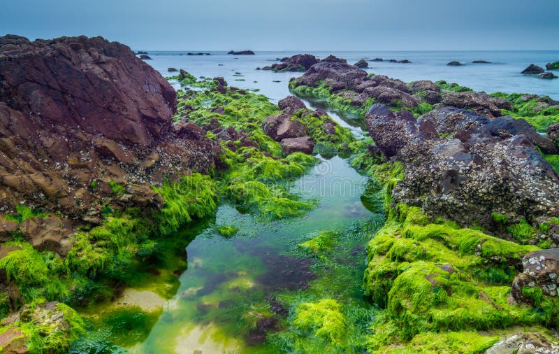 Sea grass stock image. Image of blue, cloud, reef, beach - 38392253