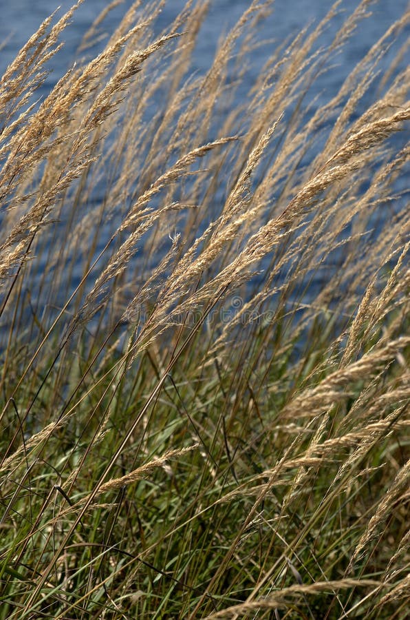 Sea grass along beach stock photo. Image of ocean, england - 275202