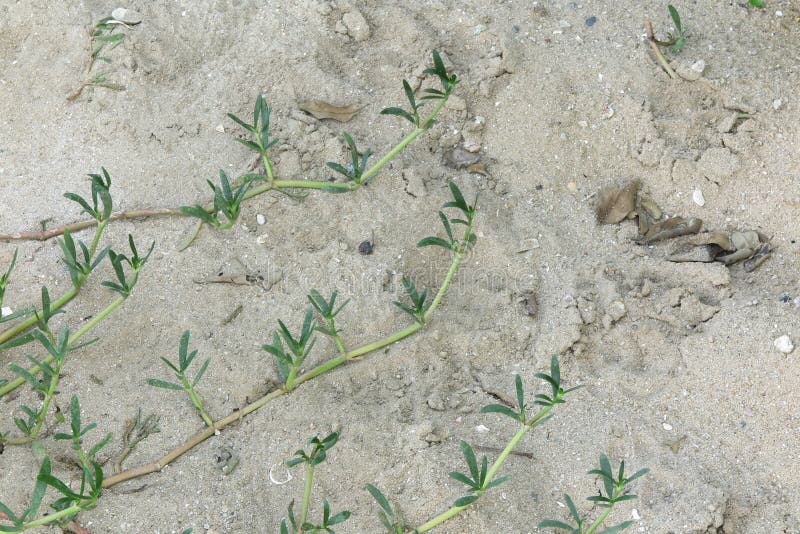 Sea grass stock photo. Image of view, strand, grass, shore - 66027176