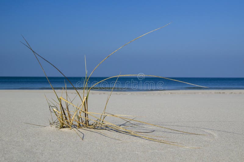SEA GRASS on the BEACH stock photo. Image of kolobrzeg - 75236992