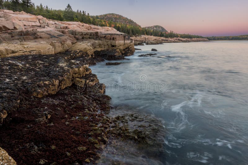 Sea Grass Covered Rocks on Maine Coast Stock Image - Image of autumn ...