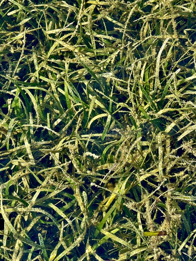 Sea Grass Growing in Key Biscayne Stock Image - Image of grass, habitat ...