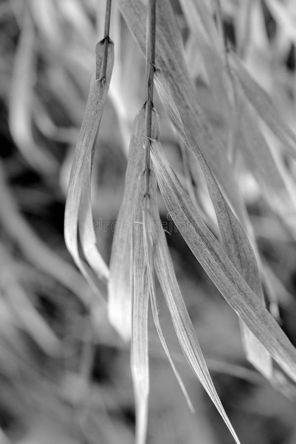 Sea Grass By The Lake Stock Image Image Of Coastline 88551477