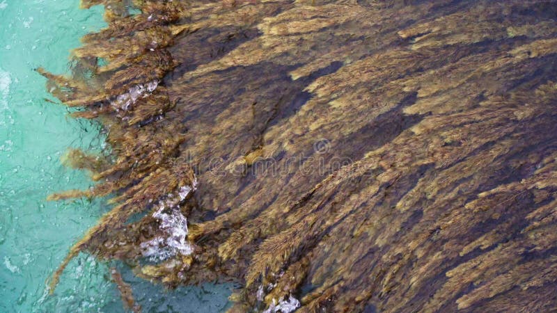 Sea grass in ocean waves stock video. Video of reef - 310068255