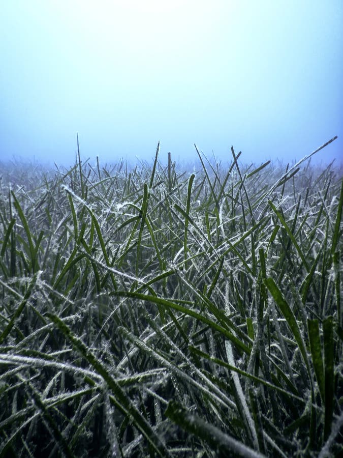 Sea Grass Underwater, Green Grass Stock Image - Image of ocean, life ...