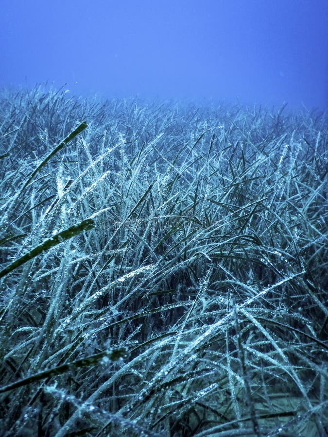 Sea Grass Underwater, Green Grass Stock Image - Image of landscape, marine: 288401011