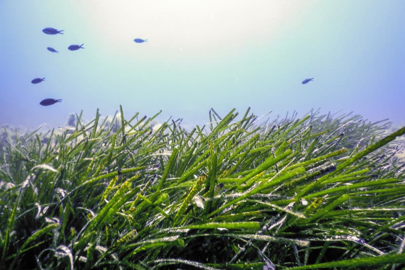 Sea Grass Underwater, Green Grass Stock Image - Image of world, ecosystem: 288401093