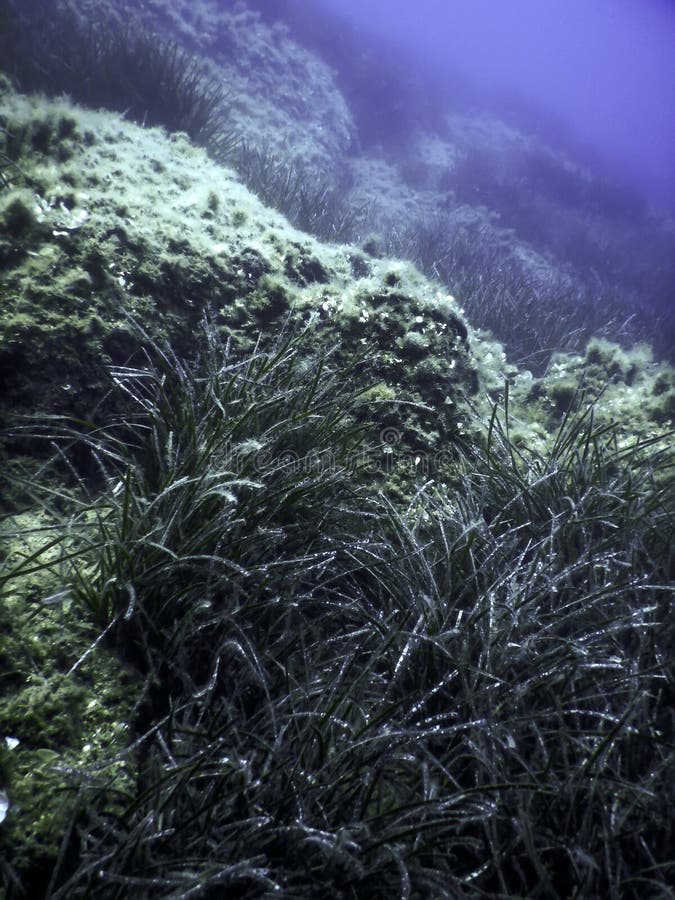 Sea Grass Underwater, Green Grass Stock Image - Image of beauty ...