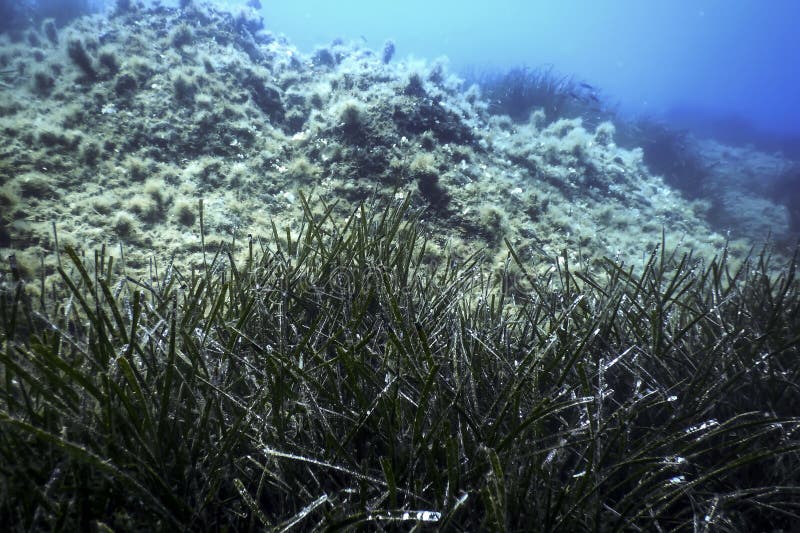 Sea Grass Underwater, Green Grass Stock Image - Image of beauty, ocean: 288401143