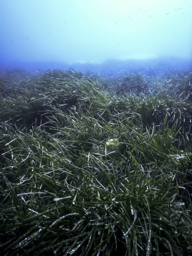 Sea Grass Underwater, Green Grass Stock Image - Image of life, tranquil: 288402127