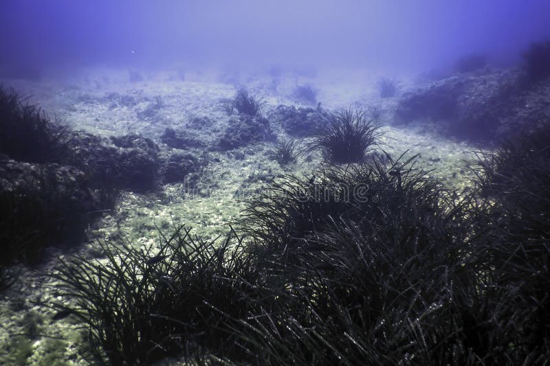 Sea Grass Underwater, Green Grass Stock Image - Image of breathtaking ...