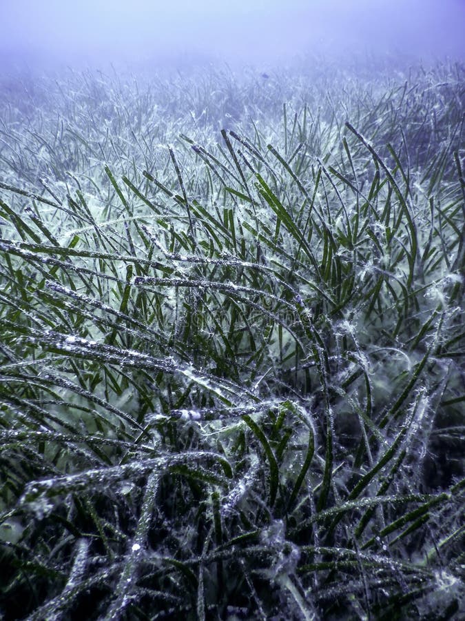 Sea Grass Underwater, Green Grass Stock Photo - Image of habitat ...