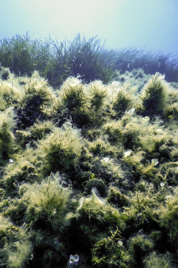 Sea Grass Underwater, Green Grass Stock Photo - Image of underwater ...