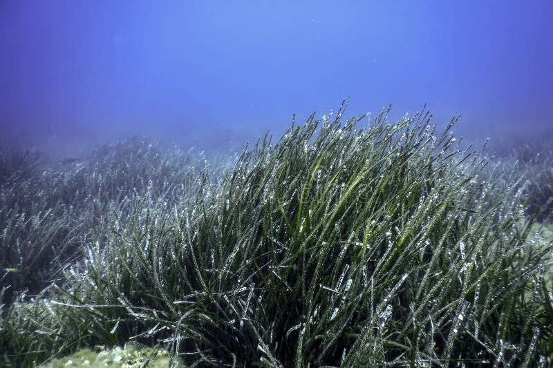 Sea Grass Underwater, Green Grass Stock Photo - Image of aquatic, green ...