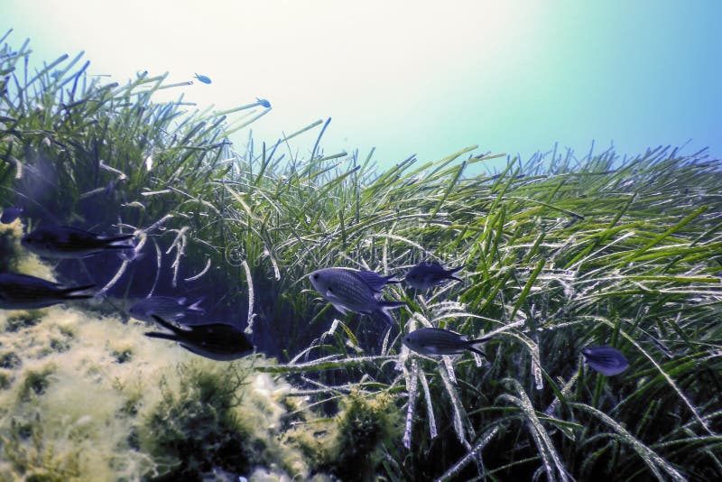 Sea Grass Underwater, Green Grass Stock Image - Image of ocean, texture: 330158511