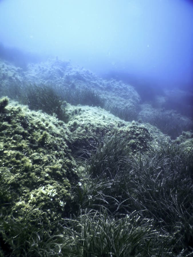 Sea Grass Underwater, Green Grass Stock Image - Image of marine, serene ...