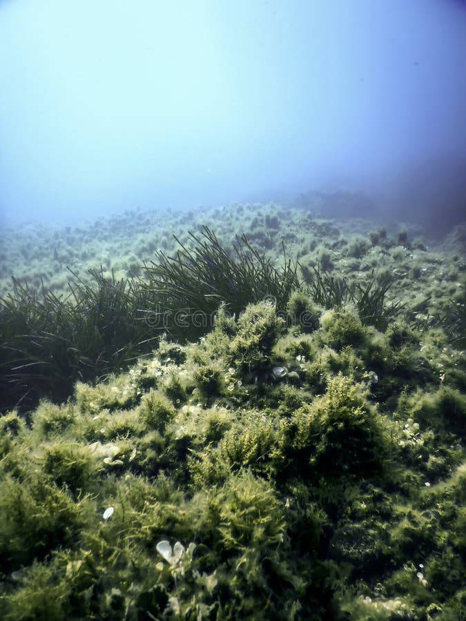 Sea Grass Underwater, Green Grass Stock Photo - Image of marine, grass: 330158542