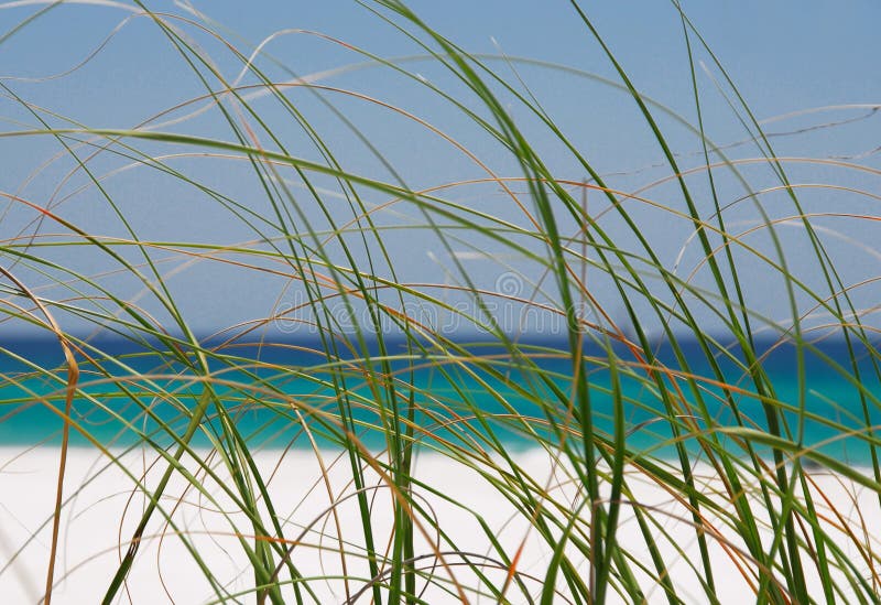 Sea Grasses stock photo. Image of sand, pensacola, blowing - 7995844