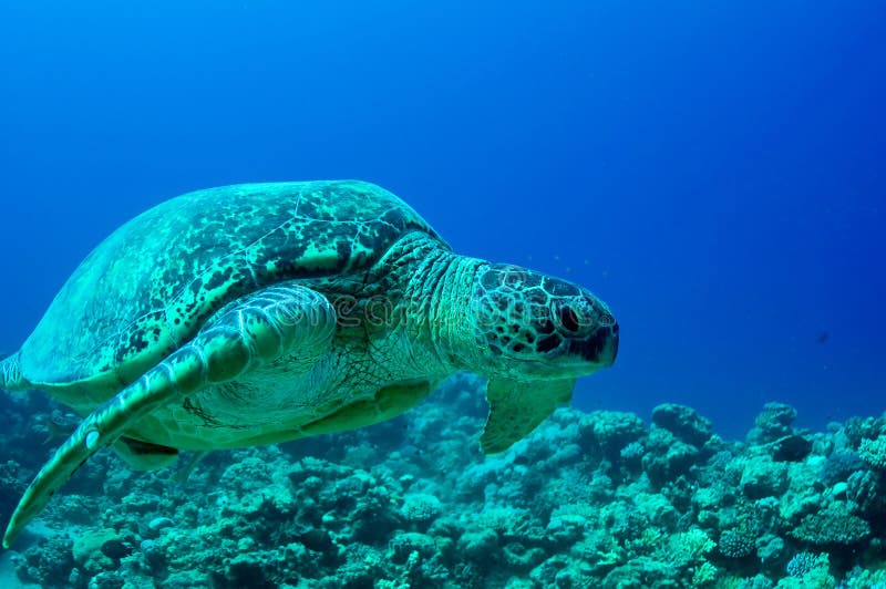 Bottom of a Green Sea Turtle Stock Image - Image of ocean, green: 39587857