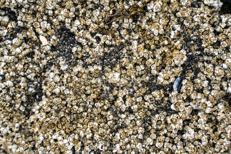 Sea Growth Will Close-up Details of Barnacles Lichen Stock Photo ...