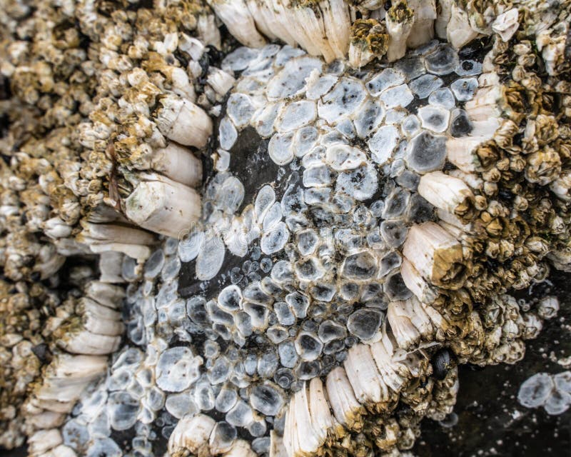 Sea Growth Will Close-up Details of Barnacles Lichen Stock Image ...