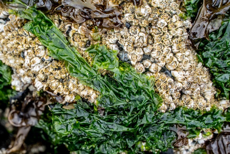 Sea Growth Will Close-up Details of Barnacles Lichen Stock Image ...