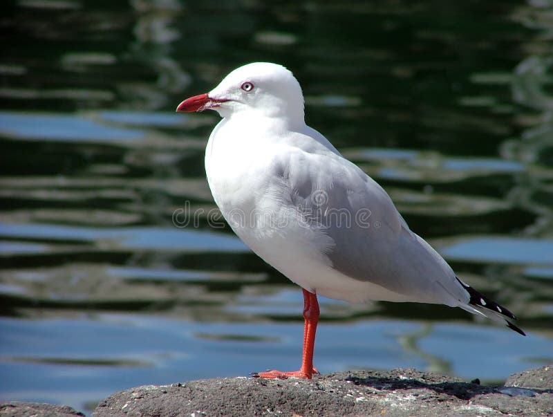 Sea gull stock photo. Image of wings, gull, scavengers - 105286