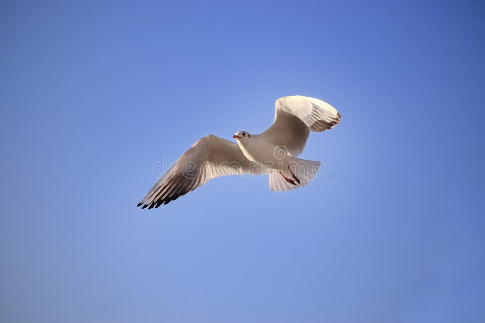 Gull stock photo. Image of gull, animal, cloud, nature - 10805538