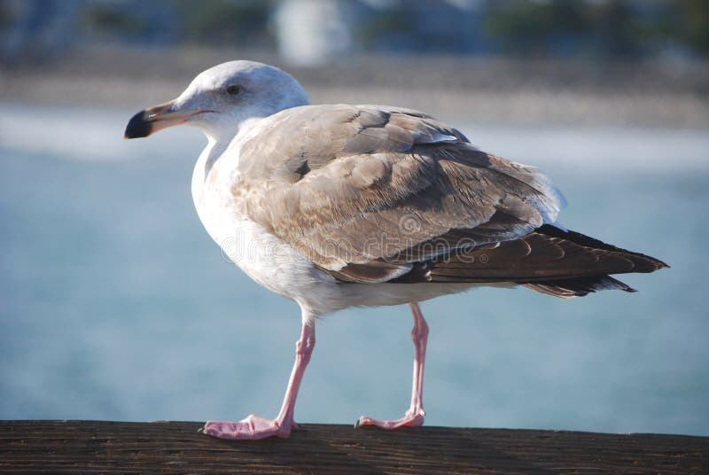 Sea gull stock image. Image of gull, harbor, avian, bird - 11099889