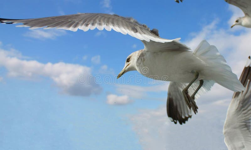 Gulls Looking Down stock photo. Image of wide, soaring - 103780