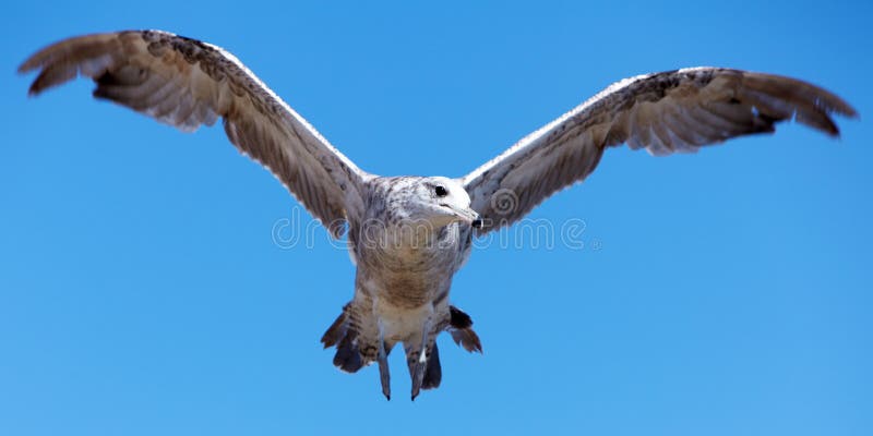 Sea Gull stock photo. Image of gull, feathered, wing - 17997954