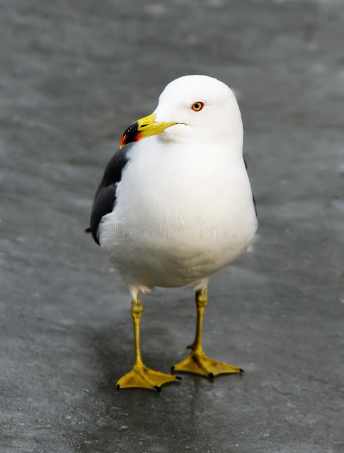 Sea-gull stock image. Image of colorful, color, gull, animal - 4442189
