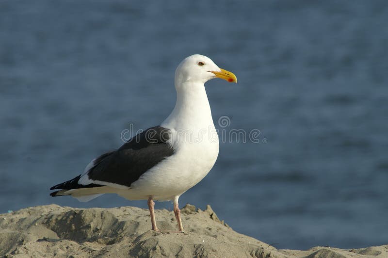 Sea gull stock image. Image of gull, peace, angeles, love - 4806803